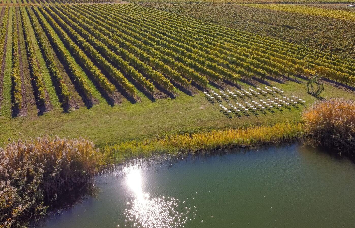 Winery Weddings at Bella Terra Vineyards | Vintage Hotels