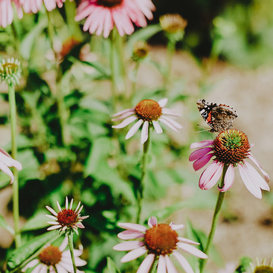 The OutPost at Pillar & Post | Outdoor Café in Niagara-on-the-Lake